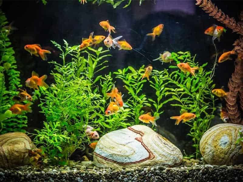 How Many Fish Per Gallon? The Ultimate Aquarium Stocking Guide